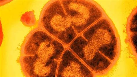 Microbes May Have Survived For Millions Of Years Beneath The Martian