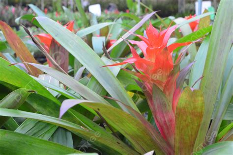 Red Bromeliads Amazon Nature Slope Photo Background And Picture For Free Download Pngtree