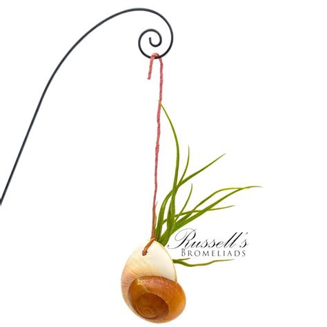 Nautilus Shell With Air Plant Russells Bromeliads