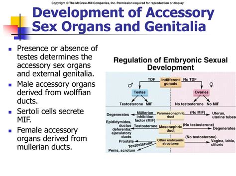 Ppt Chapter 20 Powerpoint Presentation Free Download Id5685445