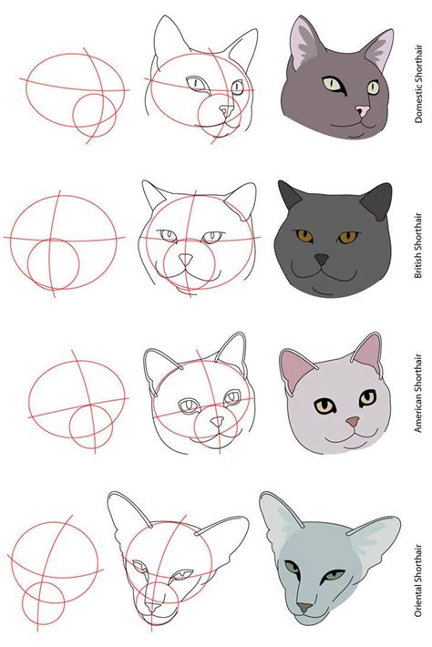Cat Tutorial Shorthairs By Perianardocyl On Deviantart Cat Drawing