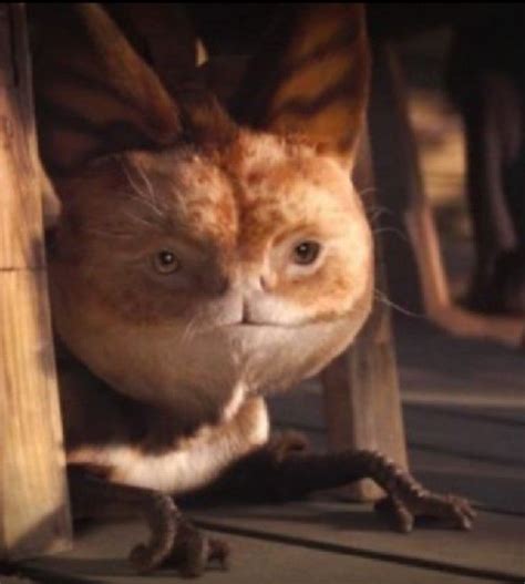 Loth Cat Gallery Artofit