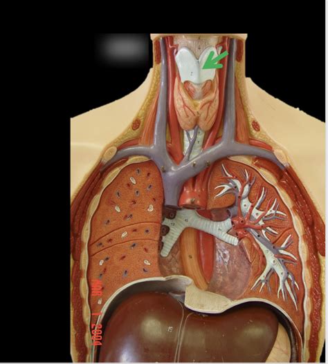 Upper Torso Model Respiratory Diagram Quizlet