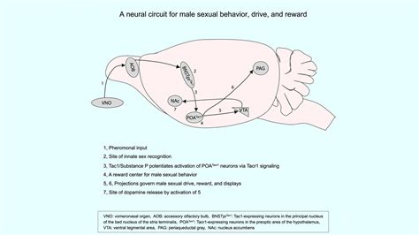 Scientists Have Found A Potential Way To Control Lust In Men