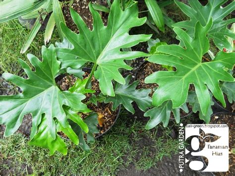 Putra Garden Bali Tanaman Hias Philo Jari Termurah Di Denpasar Bali