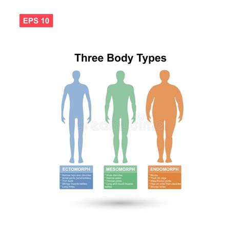Ectomorph Mesomorph Endomorph Stock Illustrations 128 Ectomorph Mesomorph Endomorph Stock