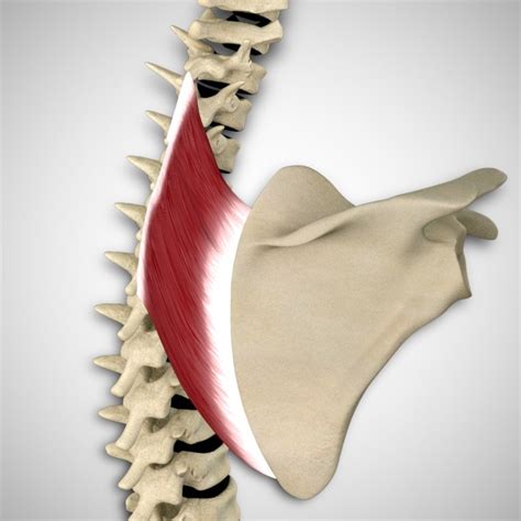 Rhomboids Attachments And Actions 3d Muscle Lab