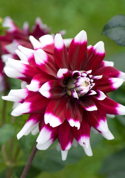 Duet Dahlia Old House Gardens
