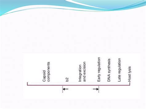 Phage Vector Bacteriophage Pptx