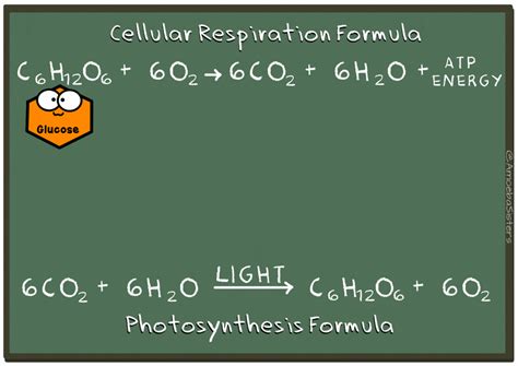 Photosynthesis And Respiration Equation