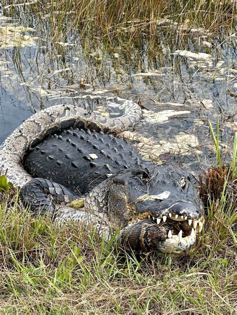 Big Snake Eating Alligator Big Snake Eating Alligator
