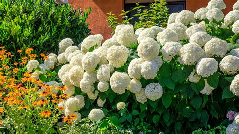 Plants That You Wont Want Too Close To Your Hydrangeas