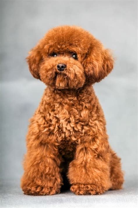 A Red Miniature Poodle