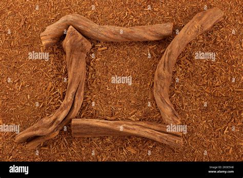 Banisteriopsis Caapi Vine Ayahuasca Traditional Indigenous Healing