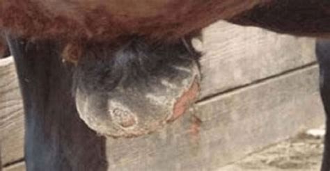 Case 214 Months After Marsupialization Download Scientific Diagram