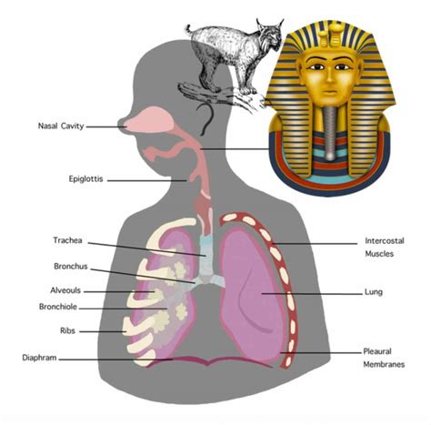 Anatomy Mnemonics That Make Memorizing Easy