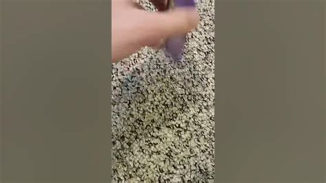 Minty Code Giveaway Youtube