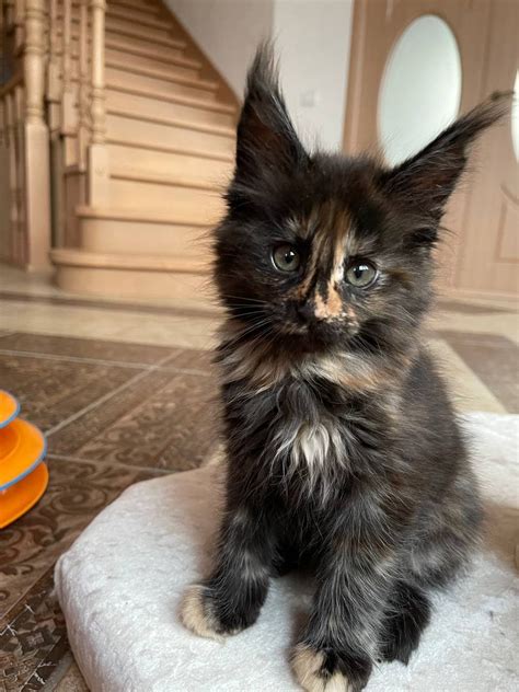 Maine Coon Cats For Sale Los Angeles Ca 464550