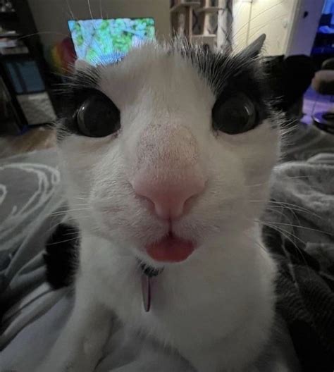 Inanimate Insanity Date Oj X Paper Are You Ok ในปี 2025