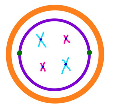 Cell Replication Flashcards Quizlet