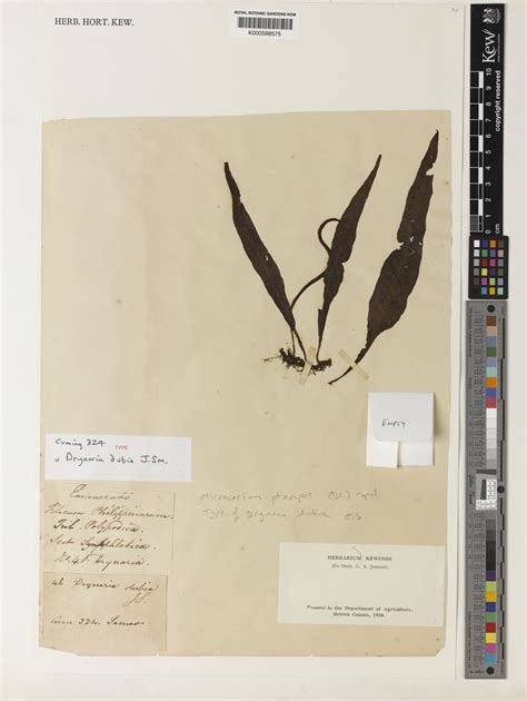 Leptochilus Pteropus Blume Fraser Jenk Plants Of The World Online