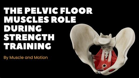 The Pelvic Floor Muscles Role During Strength Training Youtube