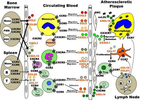 Regulation Of Atherogenesis By Chemokines And Chemokine Receptors Pmc