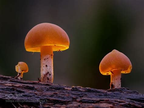 Macro Photo Of A Tiny Eye In Nature