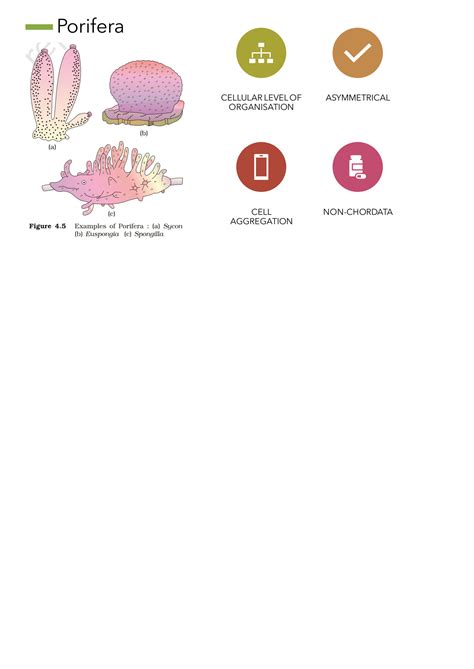 Solution Types Of Phylum Studypool