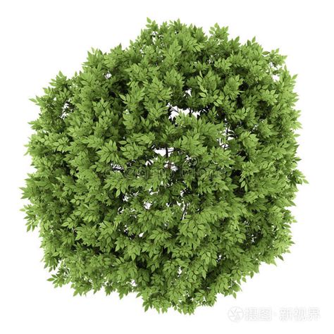 植物 分支 接骨木 春天 夏天 自然 剪辑 黑鬼插画 正版商用图片1ngyvs 摄图新视界