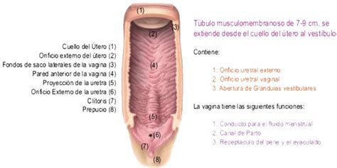 5 Leyes Biologicas Nueva Medicina Germanica Mesodermo Nuevo 10