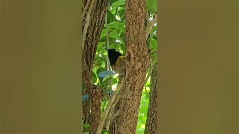 Stitchbird Checks Leaves Birds Nzendemic Wildlife Newzealandbirds Stitchbird Youtube