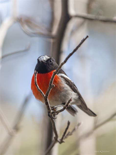 Andrew J Bourke Sirum 1 Australian Mural And Graffiti Artist