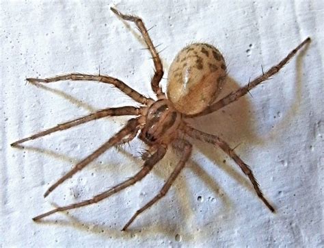 Паук бродяга 73 фото красивые фото и картинки Pofotoclub