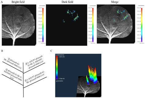 Screening And Identification Of Target Gene Of Sttcp7 Transcription