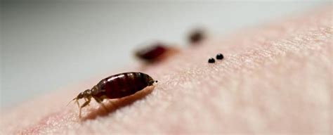 Bed Bugs In The Us Have Developed Extreme Tolerance To Popular Insecticides Sciencealert