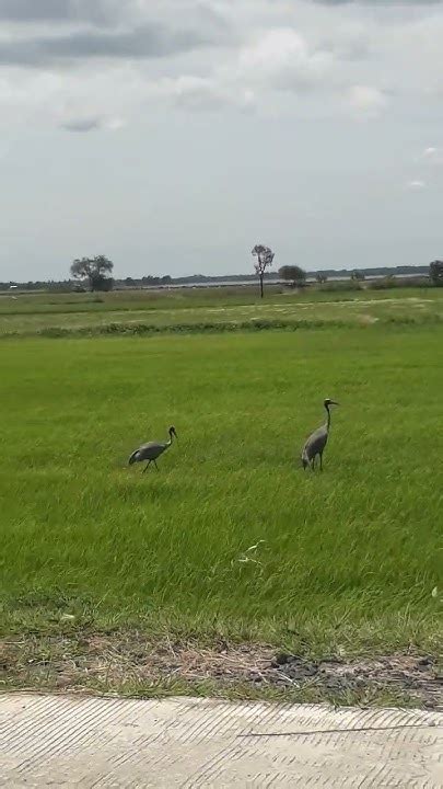 นกกระเรียนไทยมาแถวทุ่งนาบ่อยๆครับ Youtube