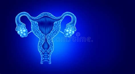 útero Y Ovarios Stock De Ilustración Ilustración De Uterino 245671637