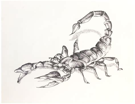 Scorpion Pencil Sketch At Explore Collection Of