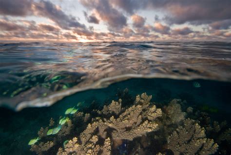 Resilience Based Management Rbm Reef Resilience Network Resilience Based Management Rbm Reef Resilience Network