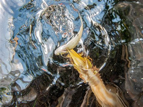 Daróczi Csaba Lett A Saubermacher Az Év Természetfotósa 2022 Ben