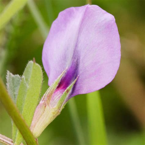 Gelbe Wicke Vicia Lutea Picturethis