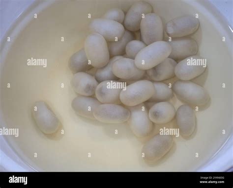Silk Spinning Process At The Nishijin Textile Center In Kyoto Japan