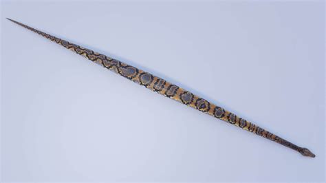 Reticulated Python Animated D Model By Dibia Digital