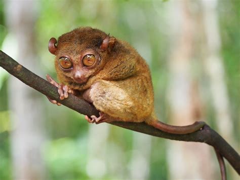 Researchers Look To Locals To Fill Knowledge Gap On Philippine Tarsier
