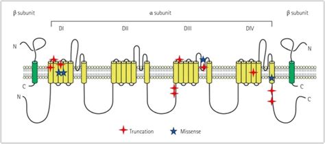 Koreamed Synapse Koreamed Synapse