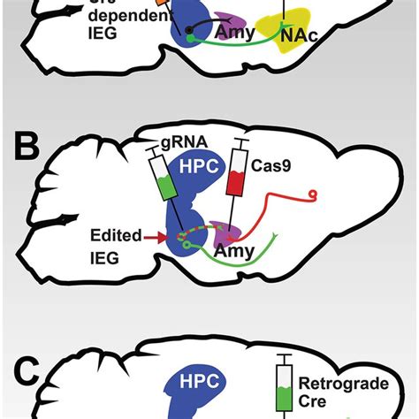 Signaling Pathways Leading To Creb Activation Extracellular Signals