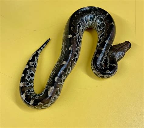 Black Sumatran Female 2 Last Female Sumatran Short Tailed Python By 616 Serpents