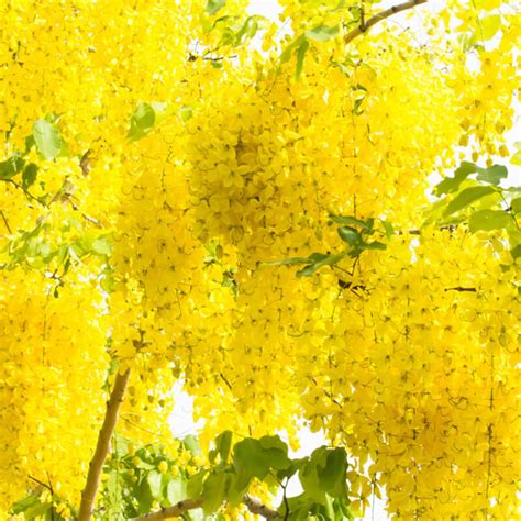 Cassia Flower Essence ~ Empowerment