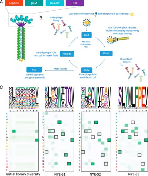 Molecular Analysis Of Tcr Specificity For Ny Eso 1 157 165 Peptide A